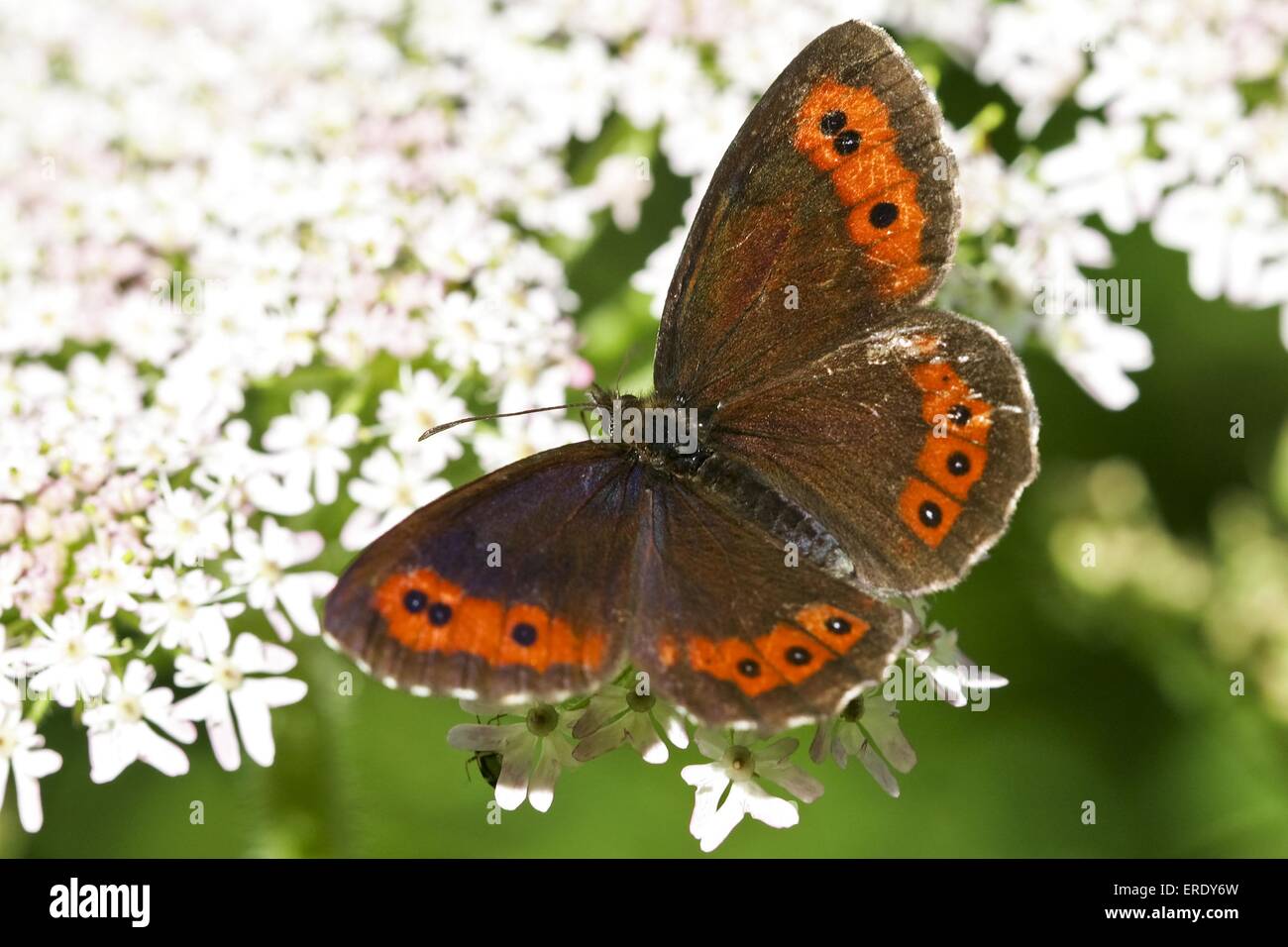 Ringlet flowers hi-res stock photography and images - Alamy