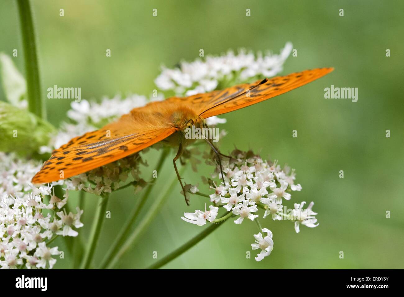 Silver washed fritillary hi-res stock photography and images - Alamy