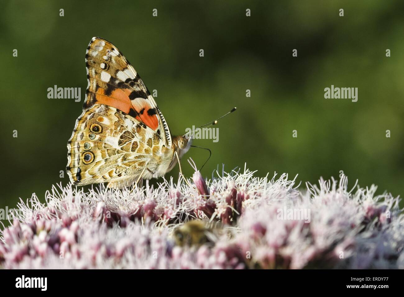 Painted profile hi-res stock photography and images - Alamy