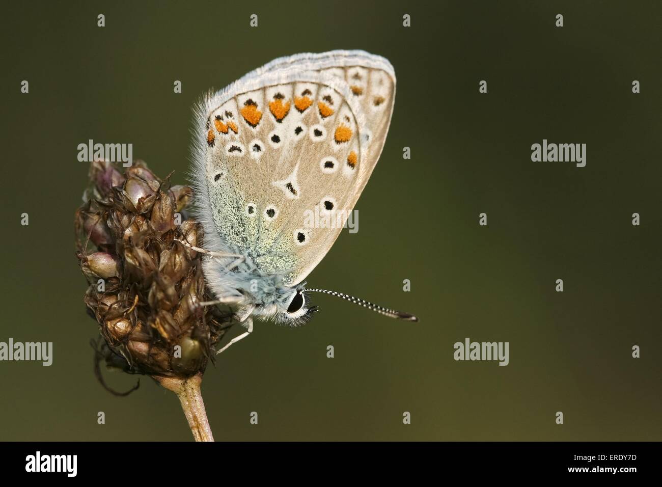 Common blue landscape format hi-res stock photography and images - Alamy