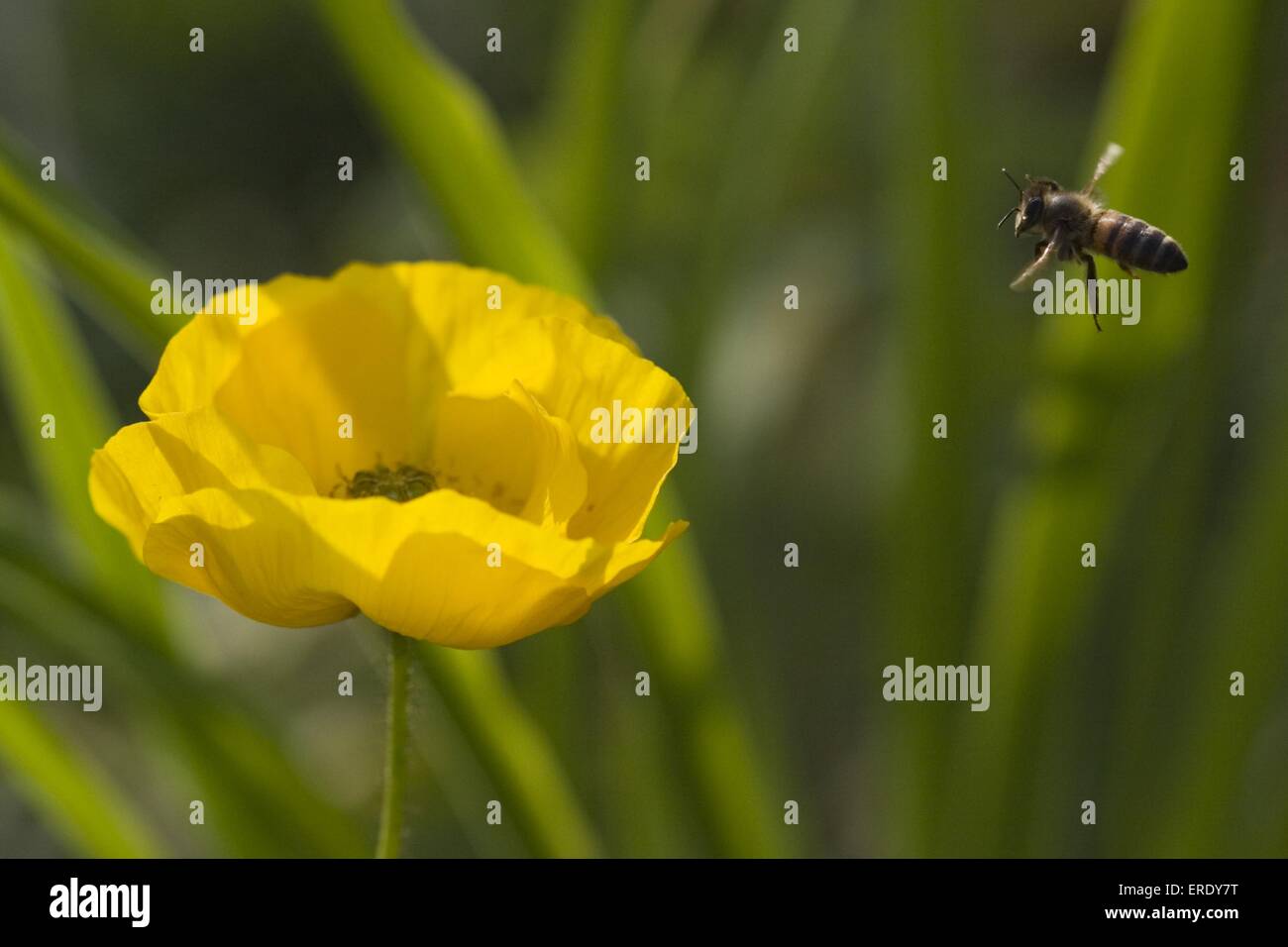 Side view bee hi-res stock photography and images - Alamy