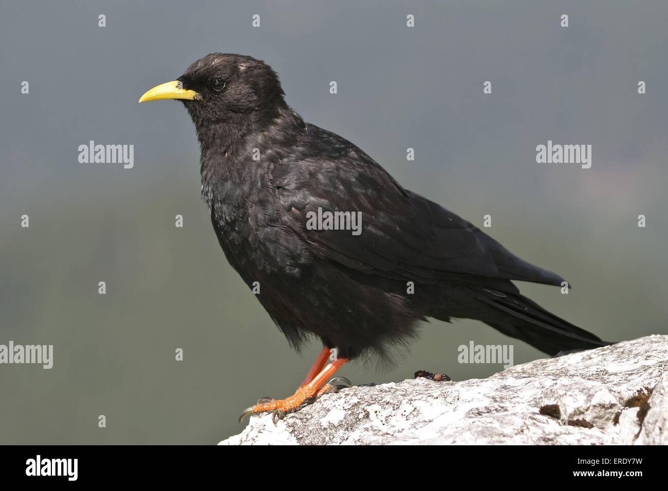Adult yellow billed chough hi-res stock photography and images - Alamy