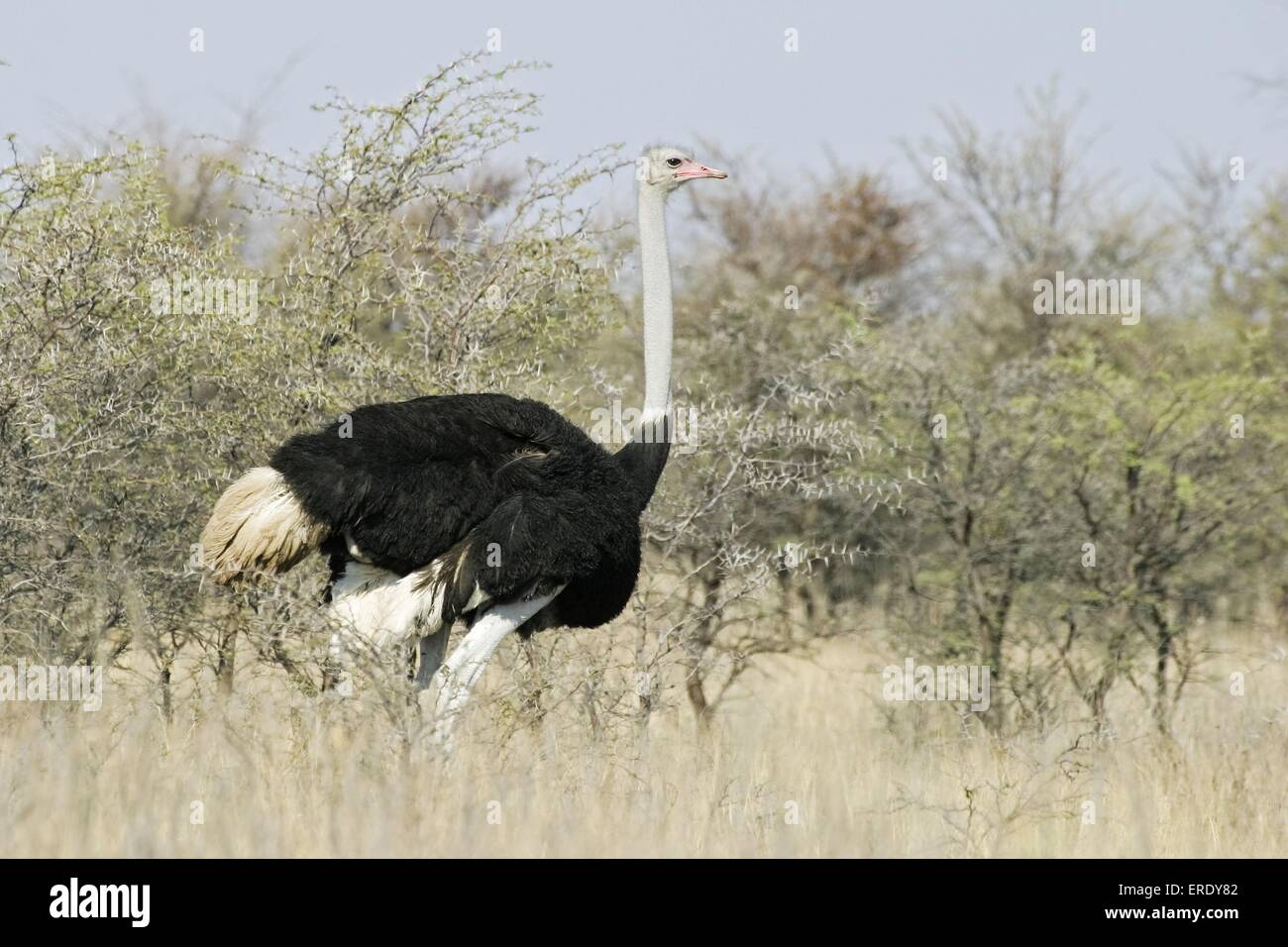 Ostrich stand hi-res stock photography and images - Alamy