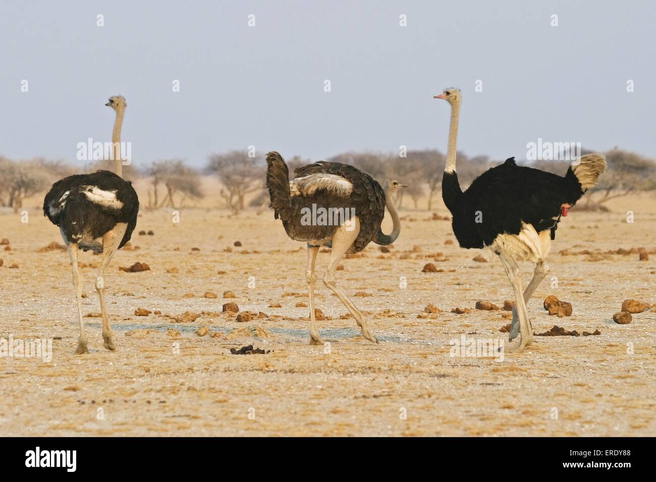 Back view of african ostrich hi-res stock photography and images - Alamy
