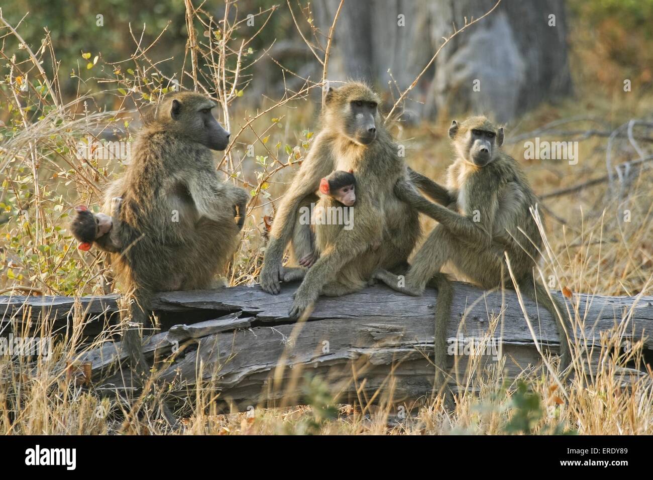 Side view of yellow baboon hi-res stock photography and images - Alamy