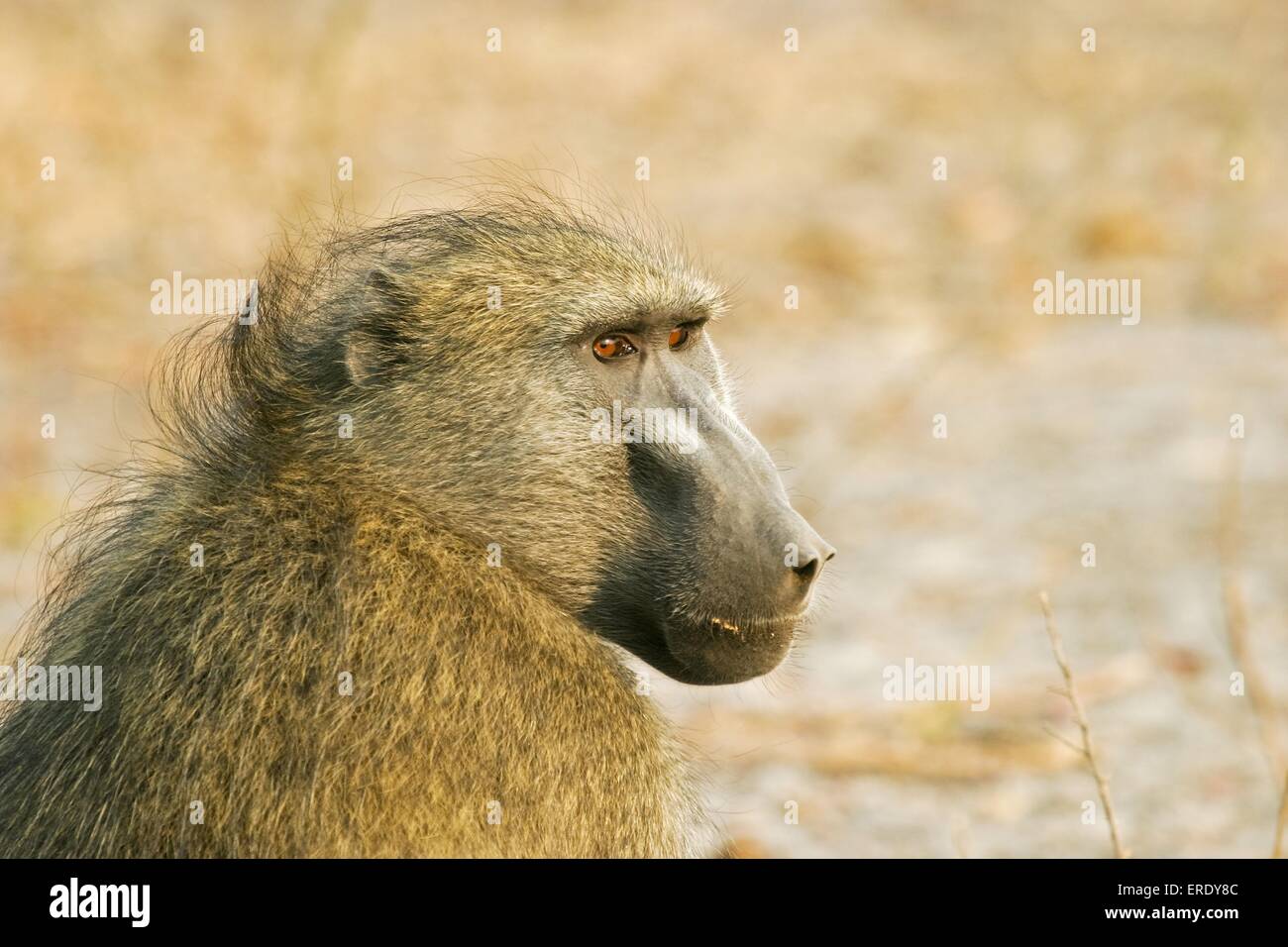 Baboon side view hi-res stock photography and images - Alamy