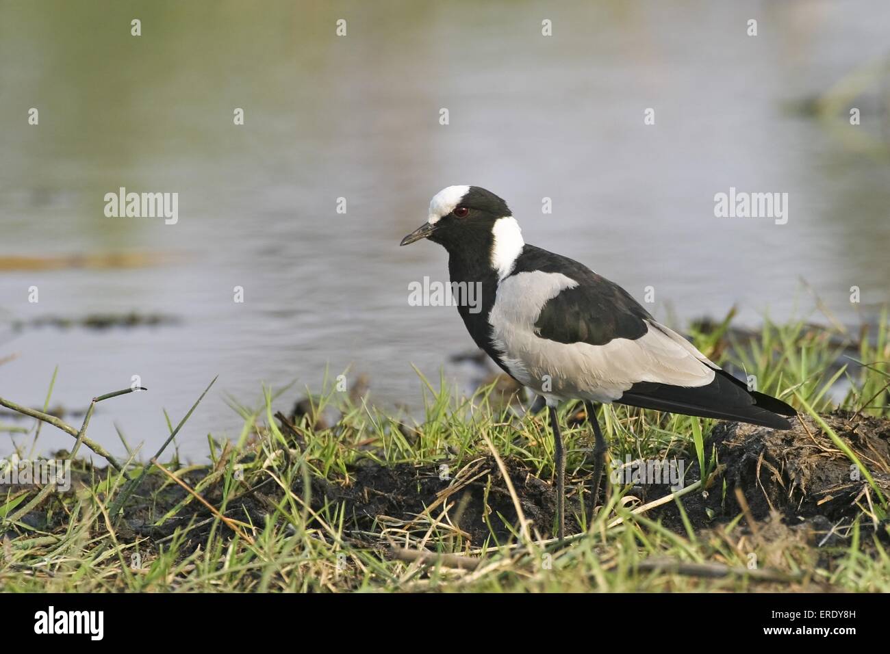 Blacksmith lapwing hi-res stock photography and images - Alamy
