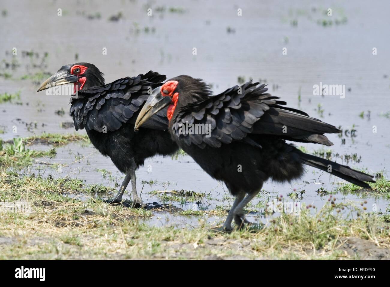 Southern ground hornbills Stock Photo - Alamy