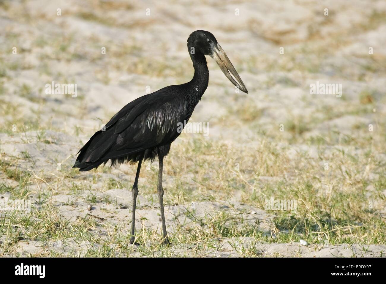 African openbill stork Stock Photo - Alamy