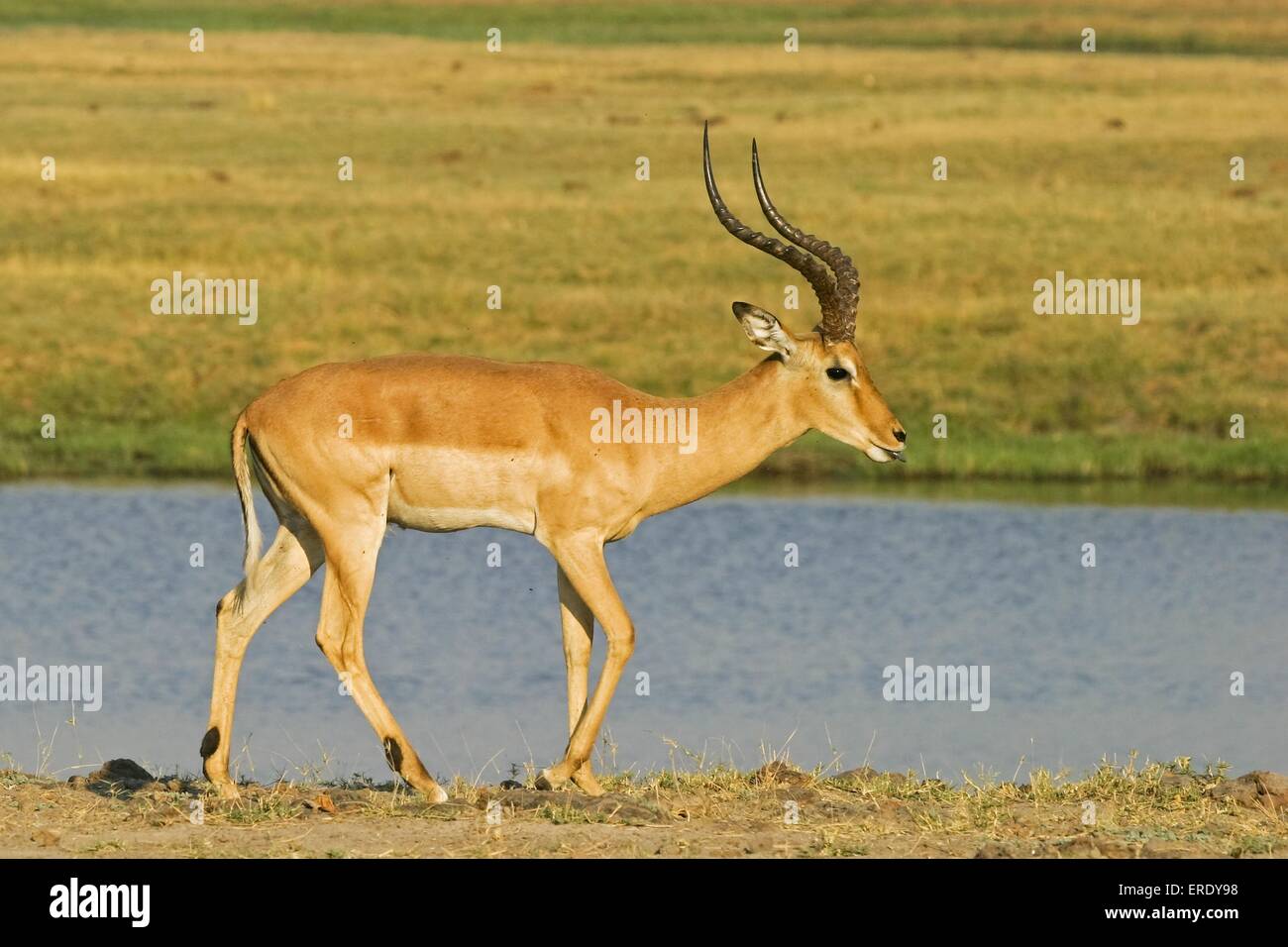 Profile of impala hi-res stock photography and images - Alamy