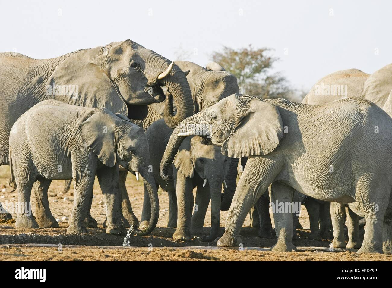 African savanna herds hi-res stock photography and images - Alamy