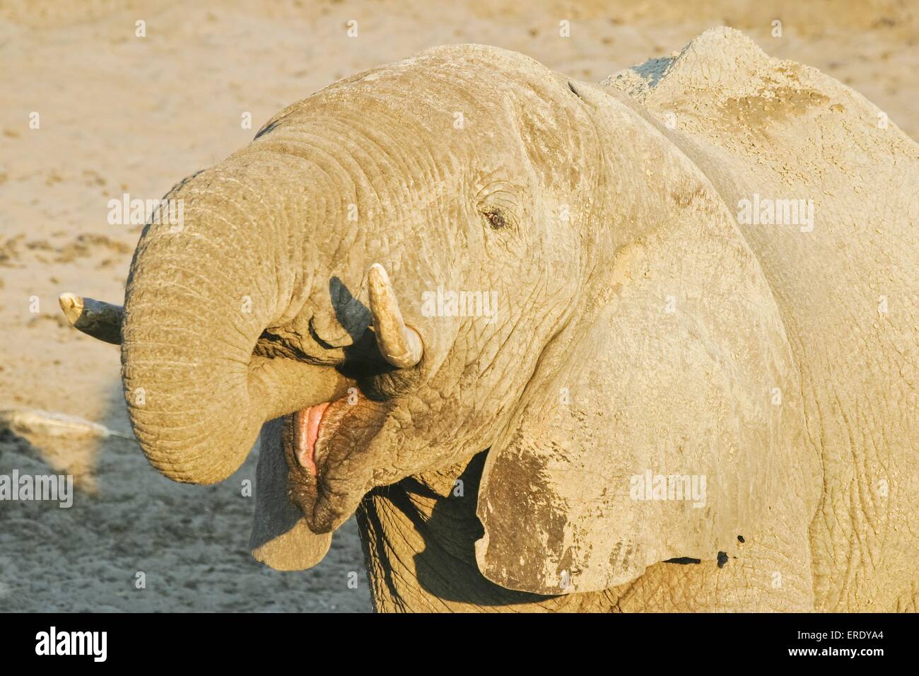Elephant open mouth hi-res stock photography and images - Alamy