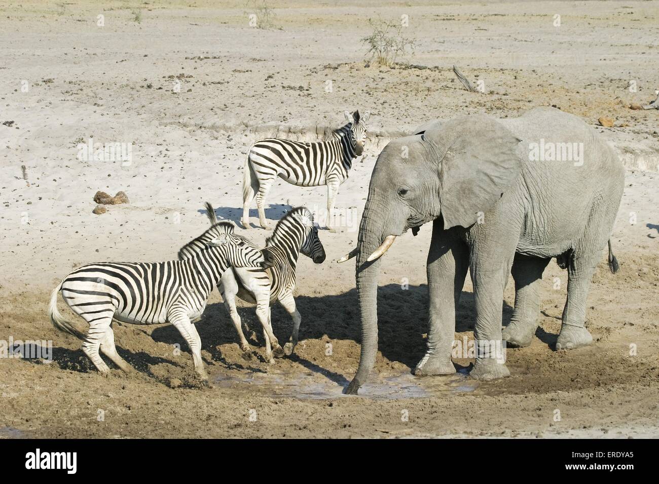 African Elephant and zebras Stock Photo - Alamy