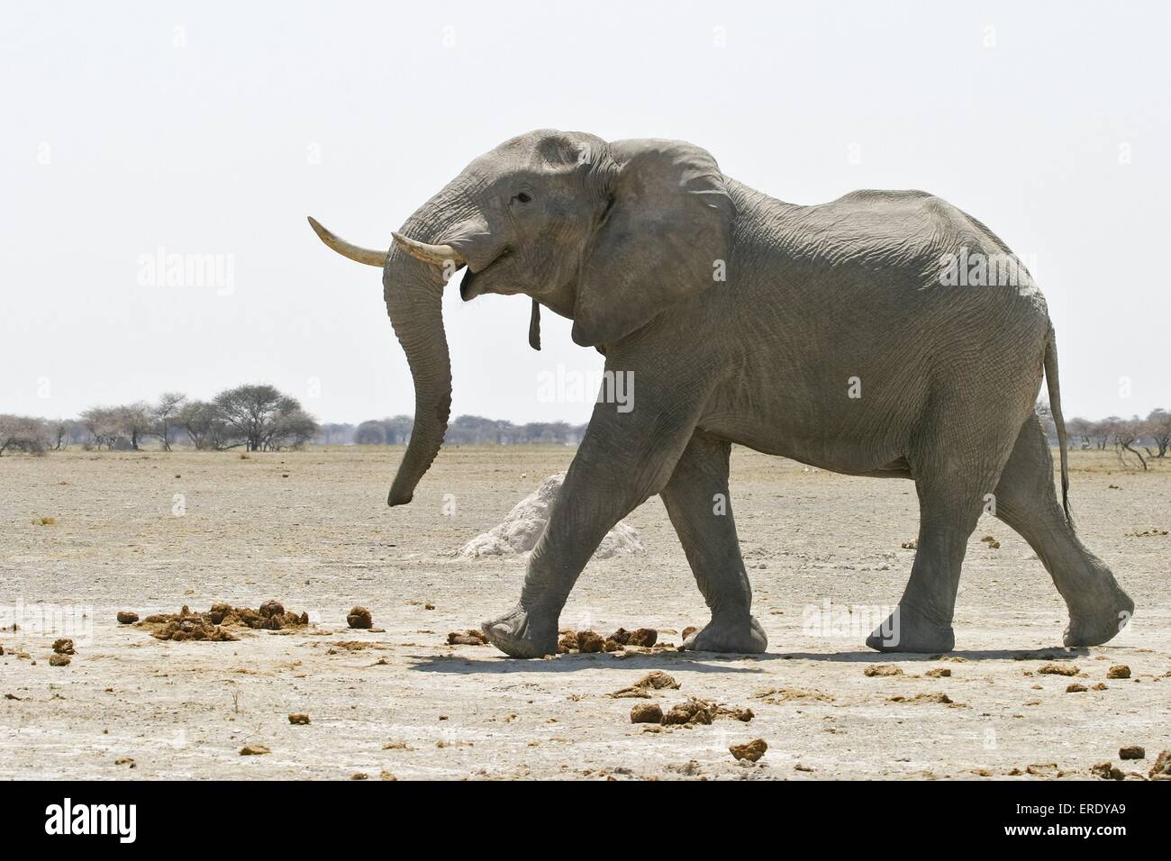 Side profile of elephant walking hi-res stock photography and images ...