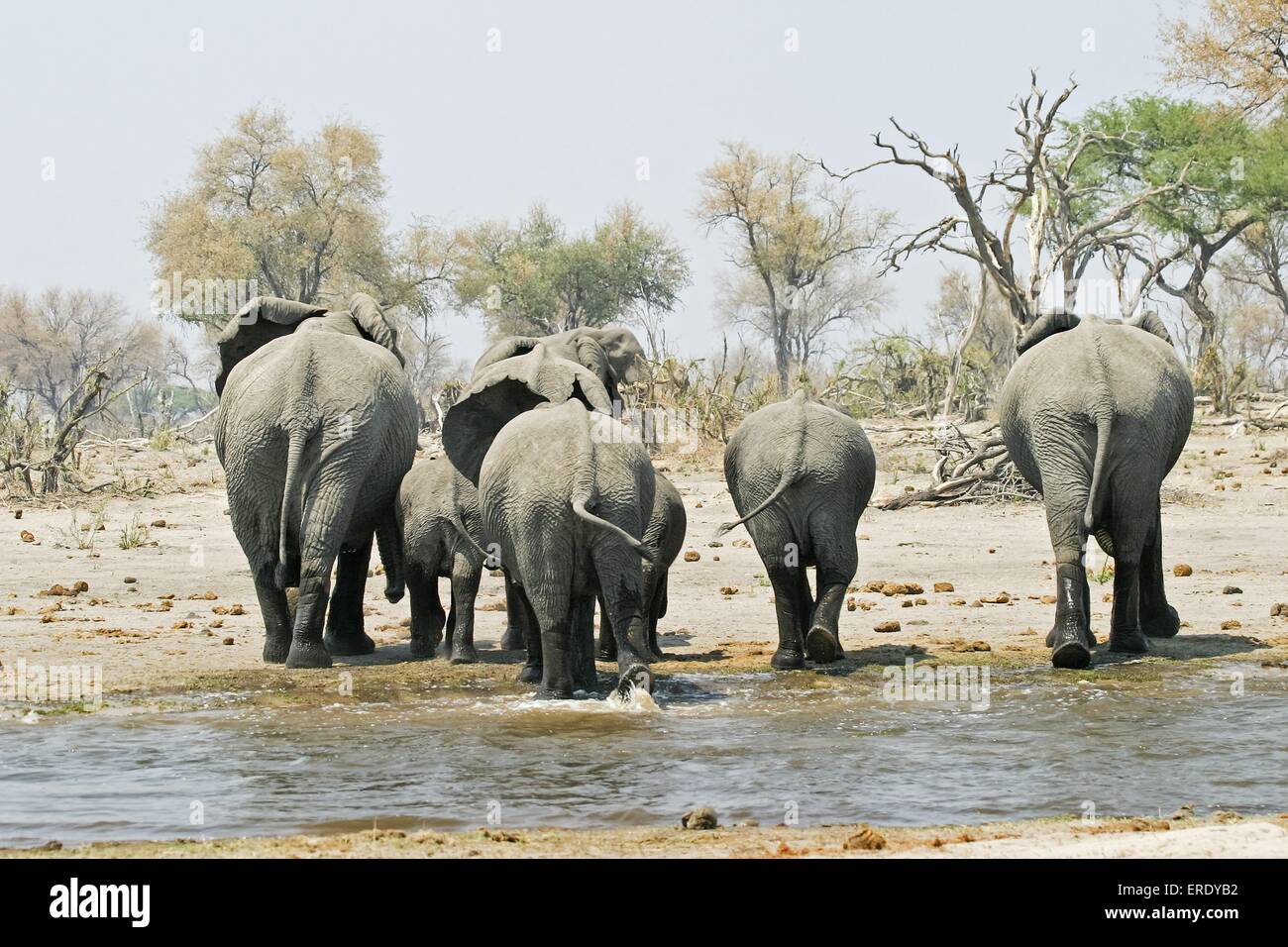 Elephants backside hi-res stock photography and images - Alamy