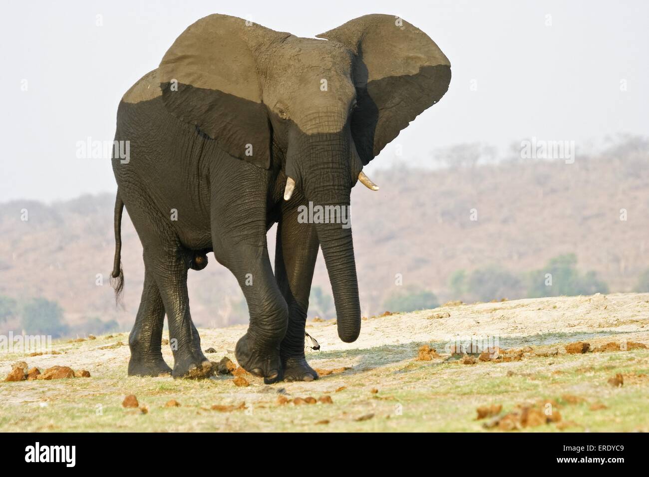 Africa african wildlife mammals wildlife action elephant movement hi ...