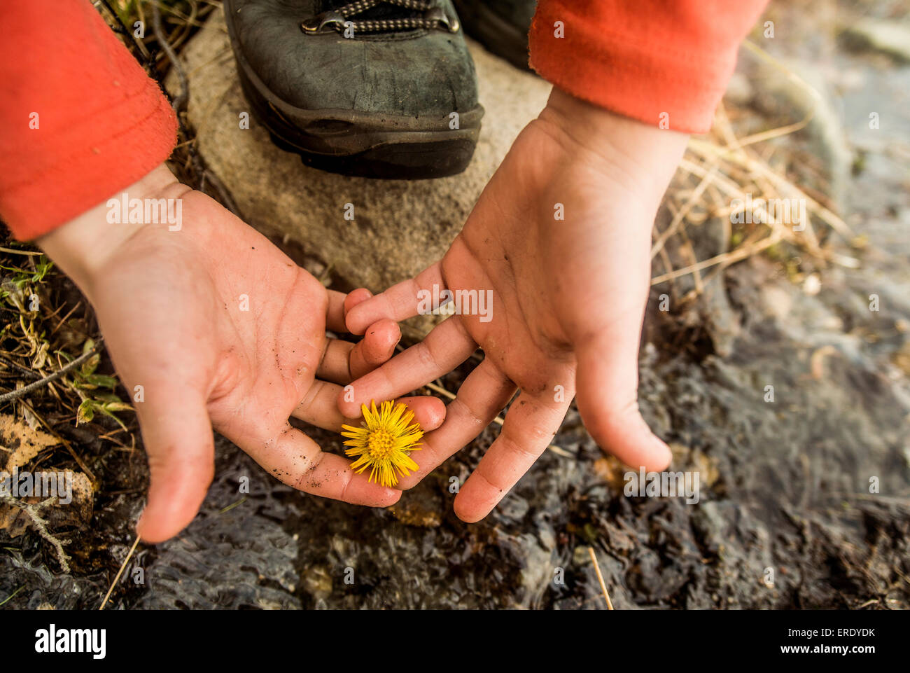 Close up of hands holding flower Stock Photo - Alamy