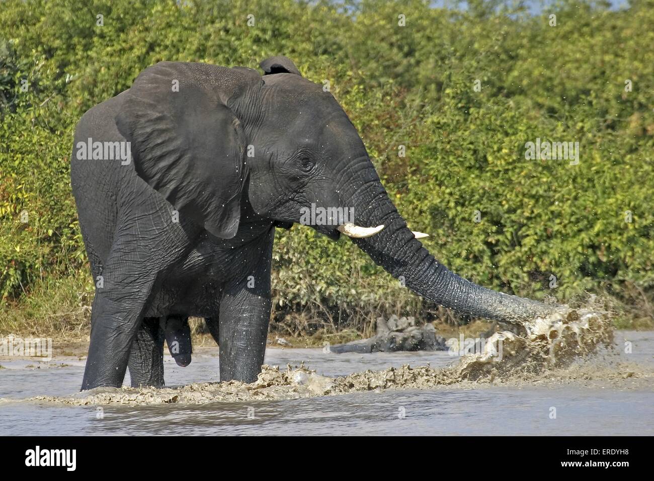 Elephant moving trunk hi-res stock photography and images - Alamy