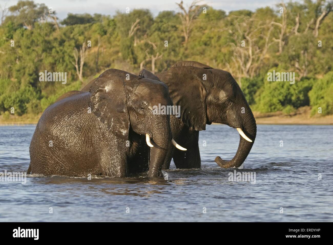 Wet elephants hi-res stock photography and images - Alamy
