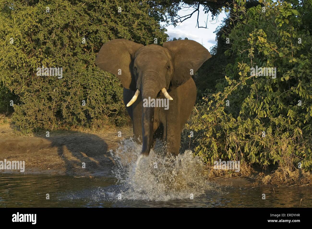 African savanna elephant water splash hi-res stock photography and ...