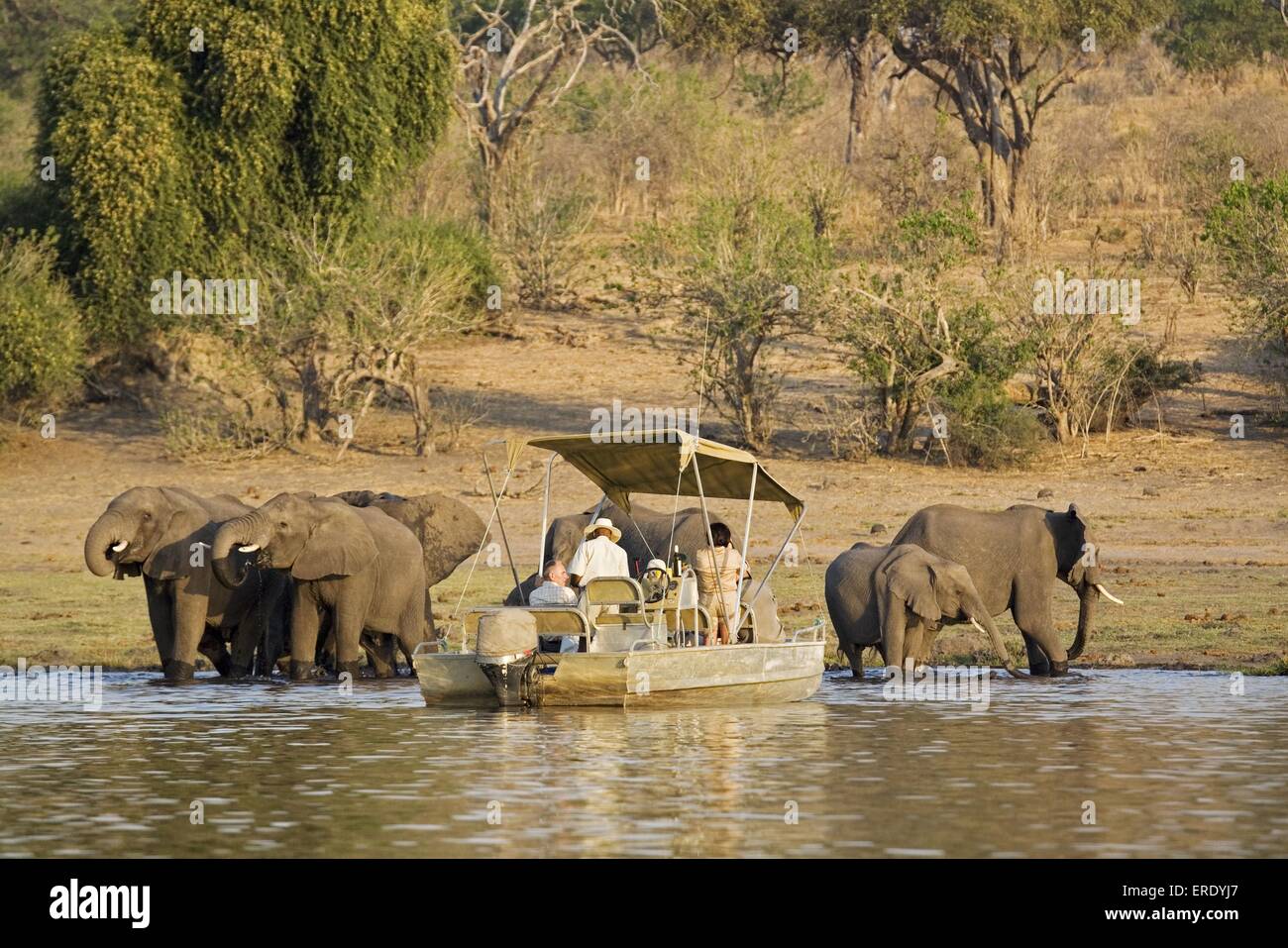 African elephant man hi-res stock photography and images - Alamy