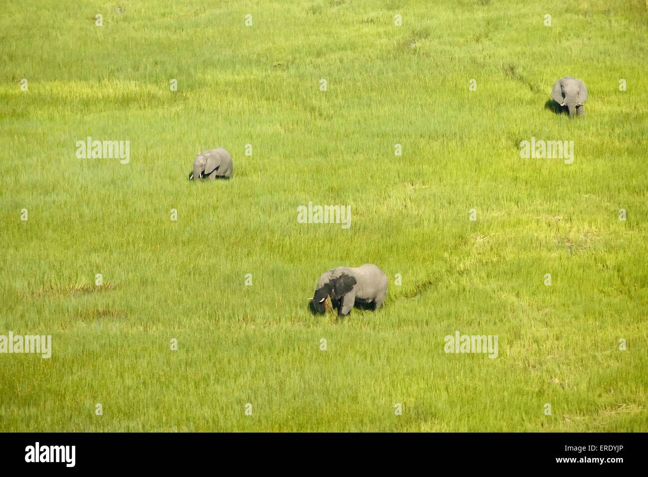 African pasture hi-res stock photography and images - Alamy