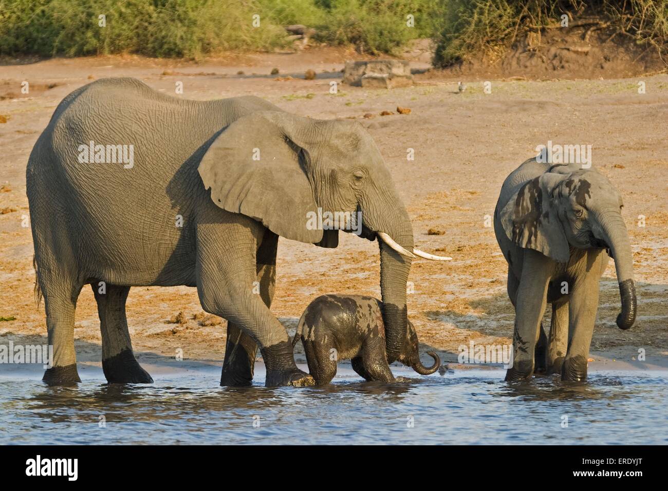 Elephants riverbank hi-res stock photography and images - Alamy