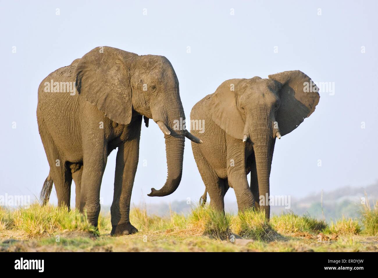 Moving elephants hi-res stock photography and images - Alamy