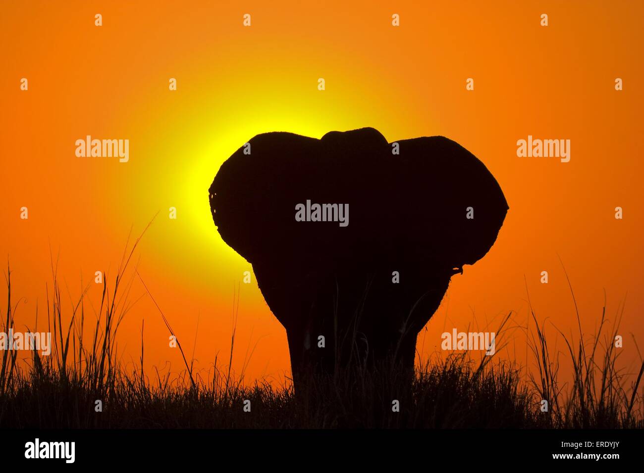 Stand up for the elephant hi-res stock photography and images - Alamy