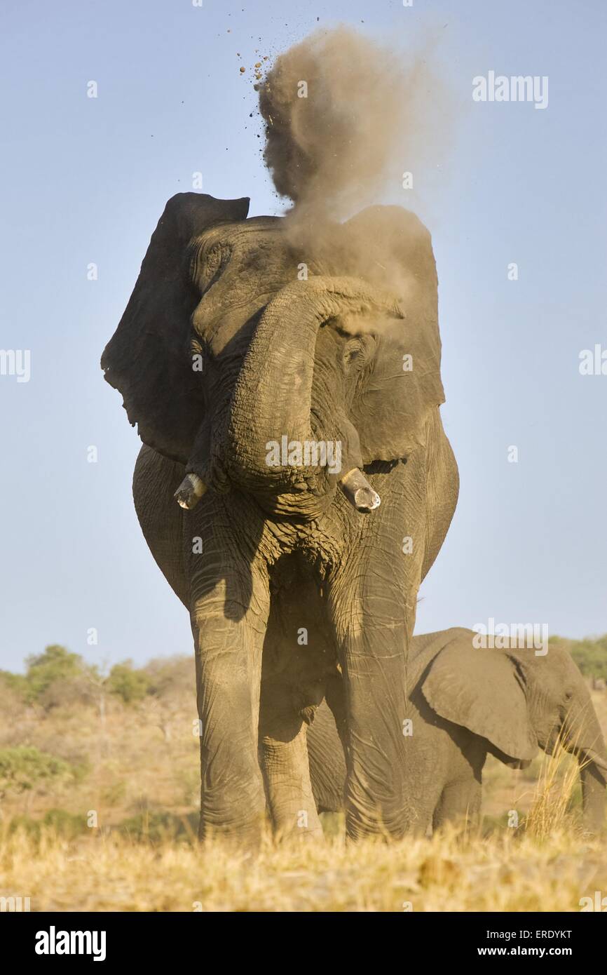 African Elephant at body care Stock Photo - Alamy