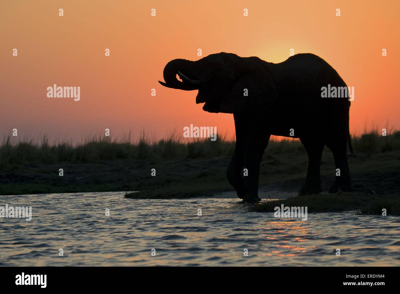 drinking African Elephant Stock Photo - Alamy