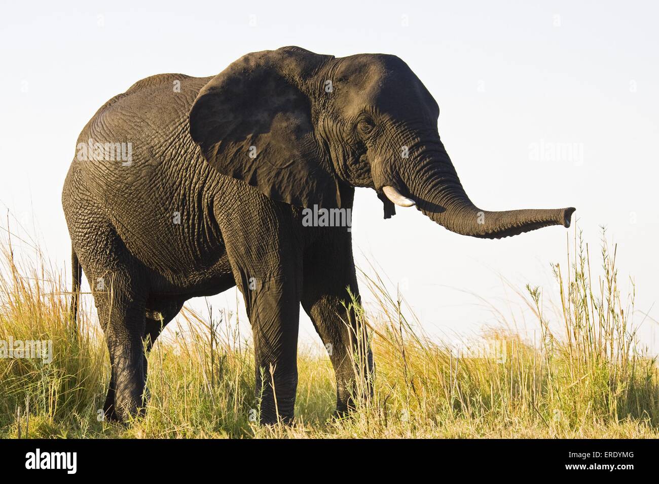 Elephant moving trunk hi-res stock photography and images - Alamy