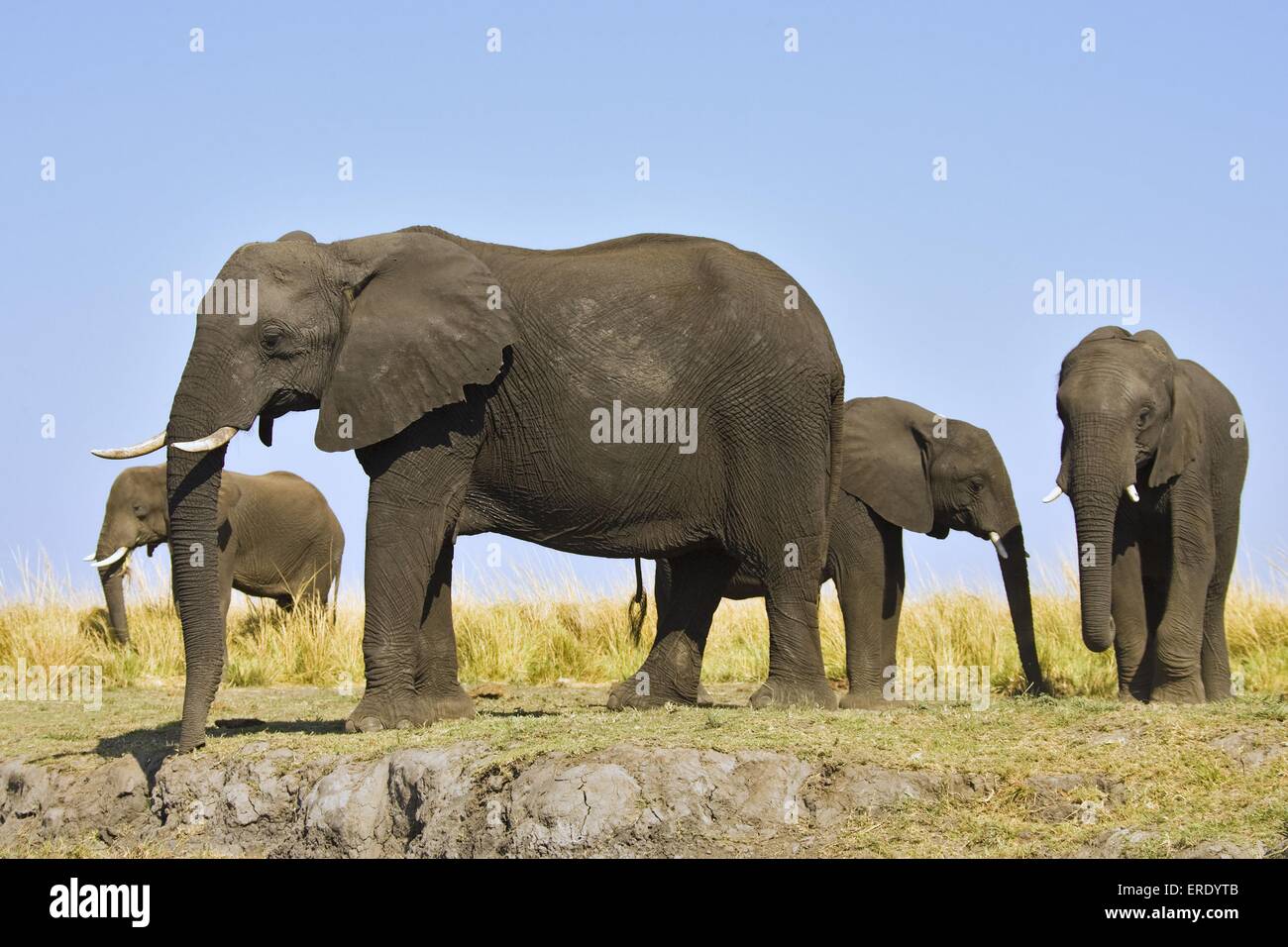 4 elephants hi-res stock photography and images - Alamy