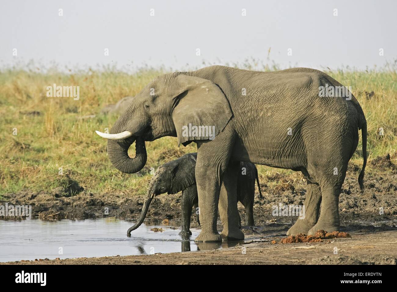 Baby elephants riverbank hi-res stock photography and images - Alamy