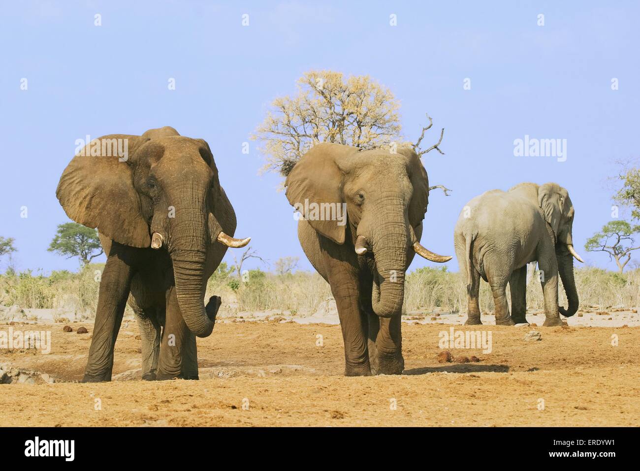 3 elephants hi-res stock photography and images - Alamy