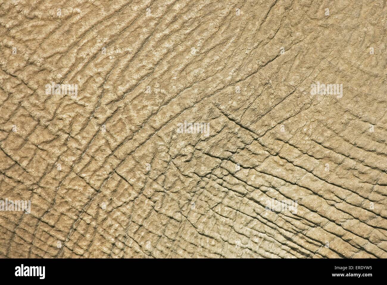 Thick skins hi-res stock photography and images - Alamy