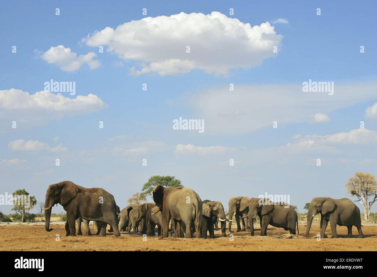 African landscape with elephants hi-res stock photography and images ...