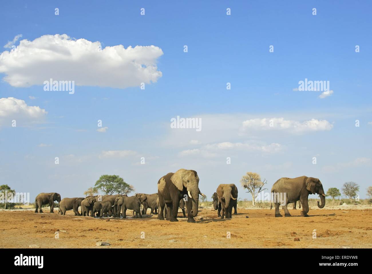 African elephants hi-res stock photography and images - Alamy