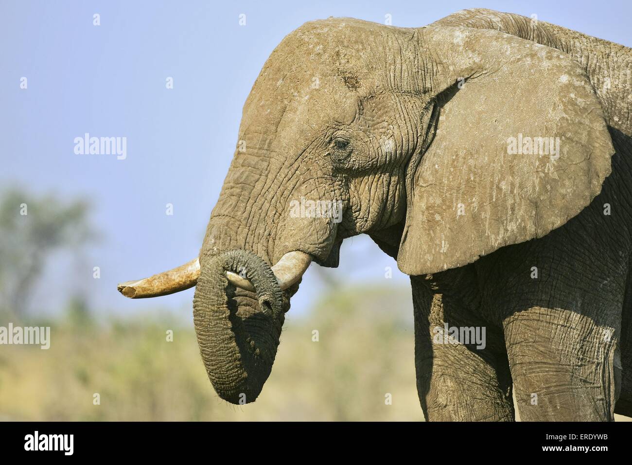 African elephant profile blue sky hi-res stock photography and images ...