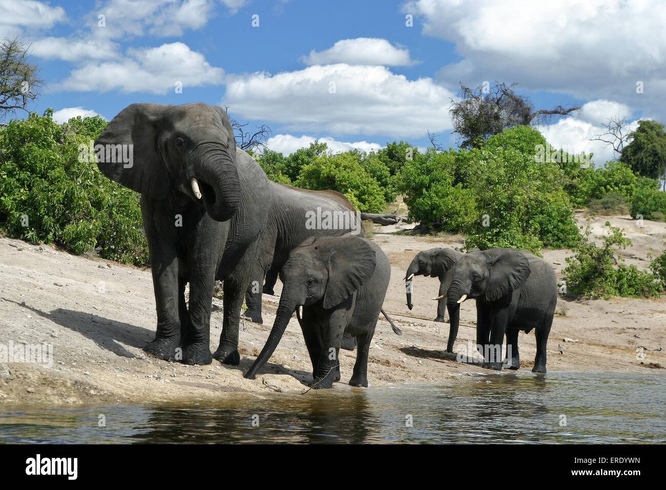 Elephants wet hi-res stock photography and images - Alamy