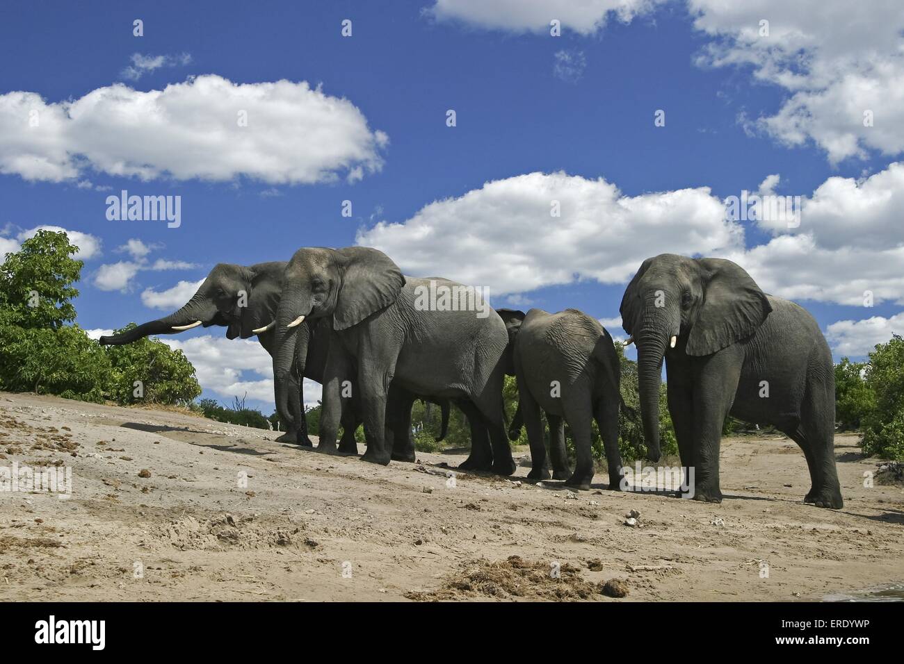 African savanna herds hi-res stock photography and images - Alamy