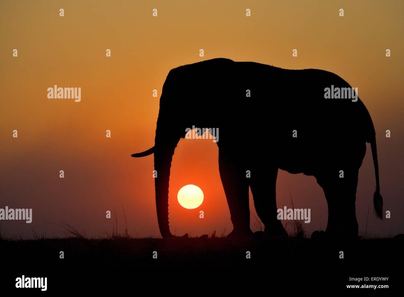 Stand up for the elephant hi-res stock photography and images - Alamy
