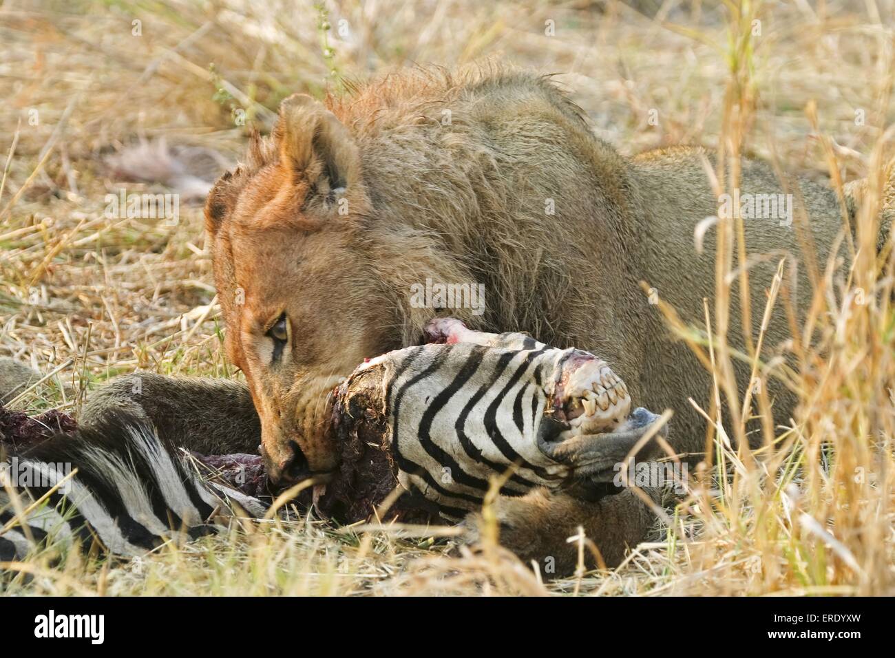 Dead lioness hi-res stock photography and images - Alamy