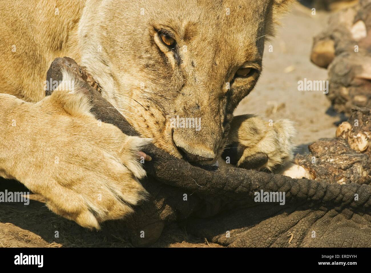 Lionesses eating hi-res stock photography and images - Alamy