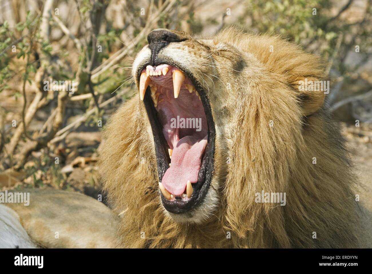 Yawning lion hi-res stock photography and images - Alamy