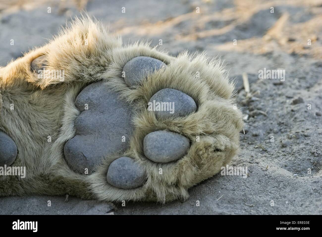 Lion paw hi-res stock photography and images - Alamy