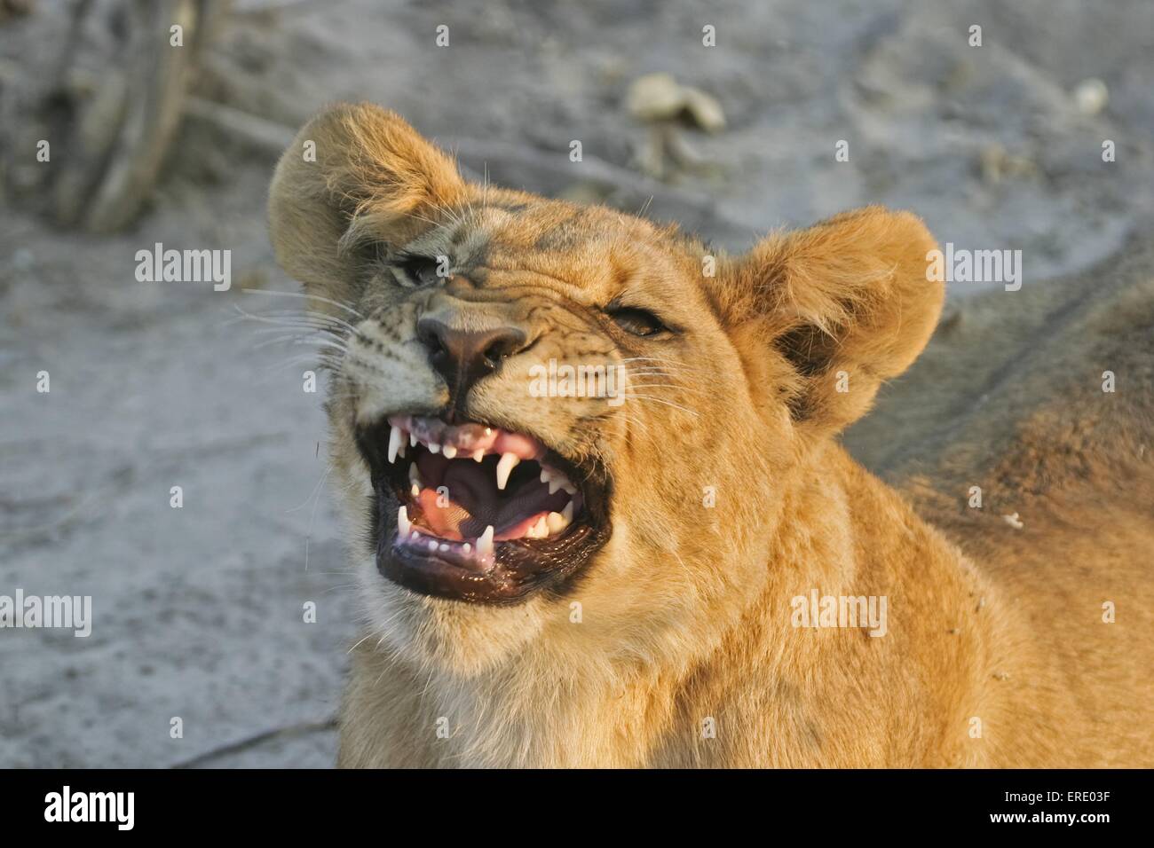 Hissing lion portrait hi-res stock photography and images - Alamy