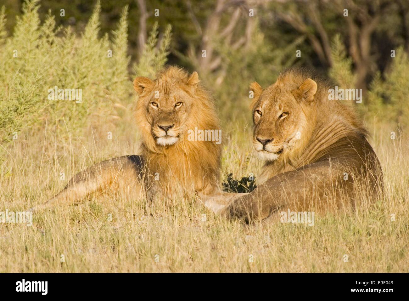 Two male lions side by side hi-res stock photography and images - Alamy