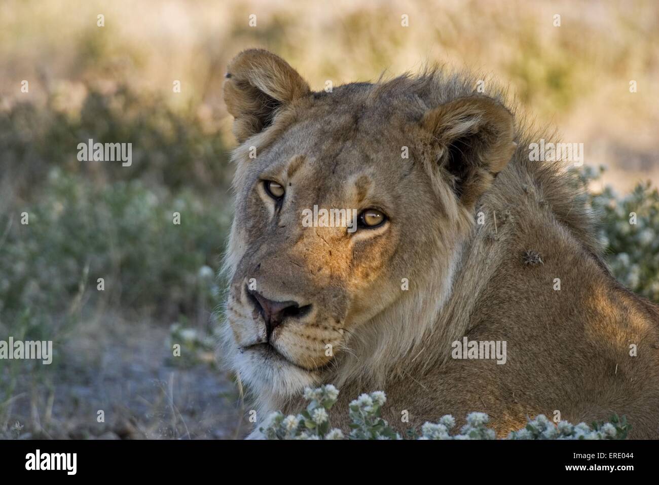Lion shadow hi-res stock photography and images - Alamy