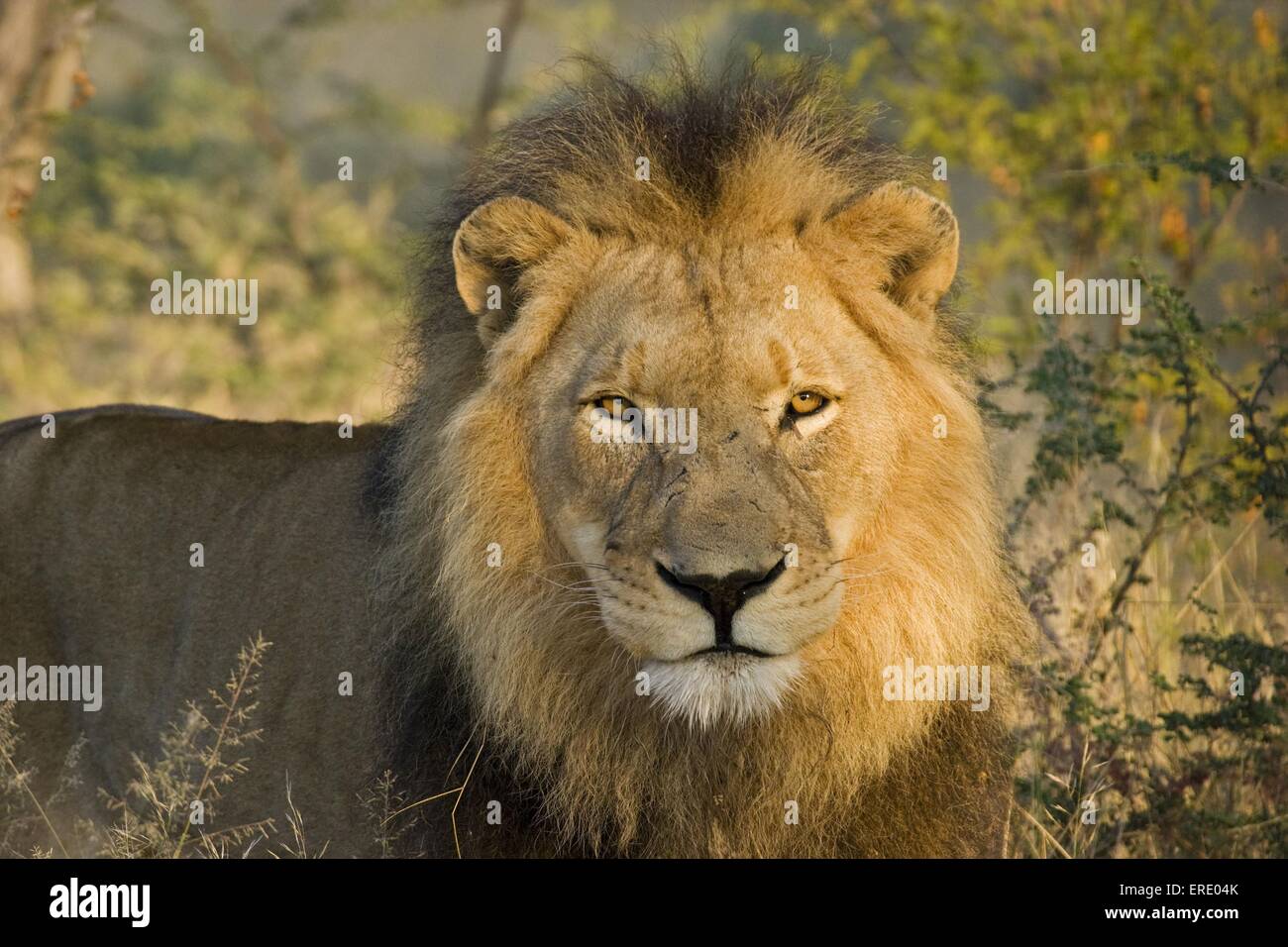 Frontal portrait of a male lion hi-res stock photography and images - Alamy